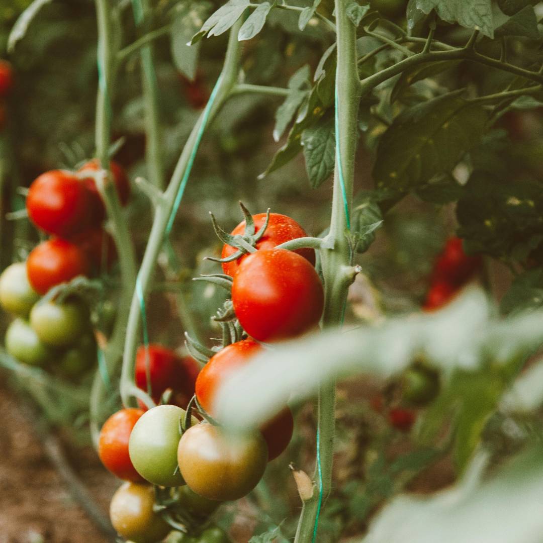 3/4" Road Base - Salish Soils